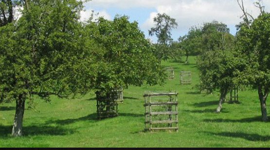 Why we need to revive our traditional orchards Becky Lashley
