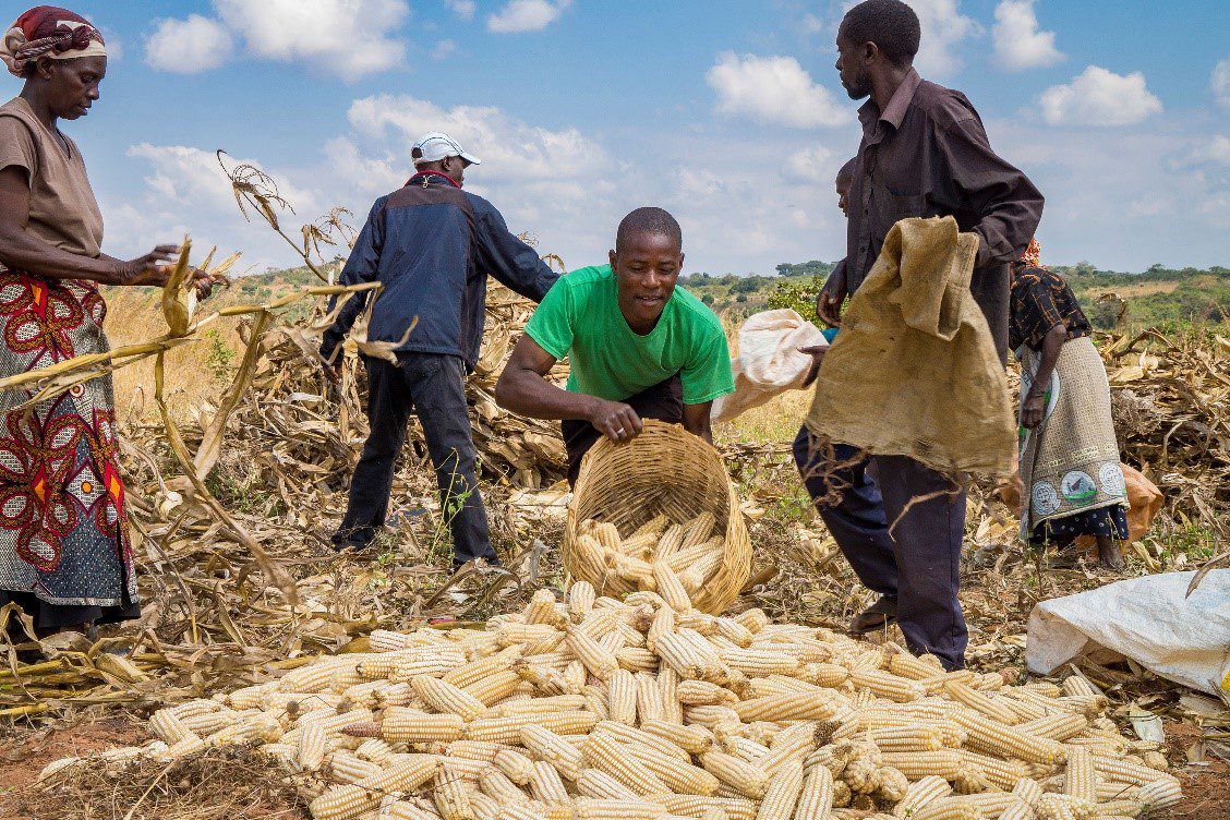 The ‘Tiyeni’ deep-bed farming conservation agriculture system: a ...