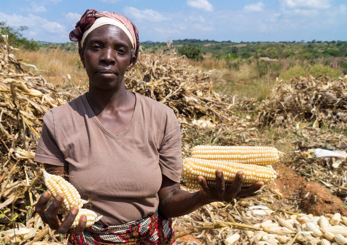 The ‘Tiyeni’ deep-bed farming conservation agriculture system: a ...
